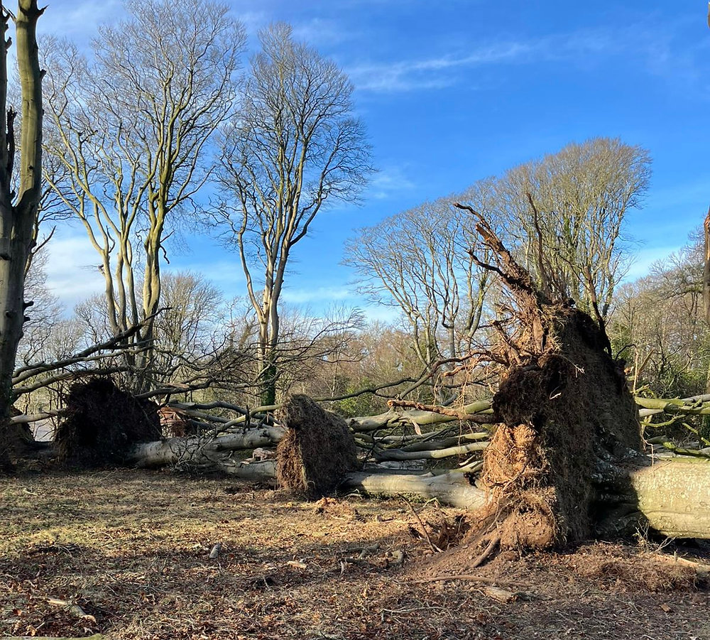 Extensive damage to NT gardens and estates across NI with over 10,000 ...