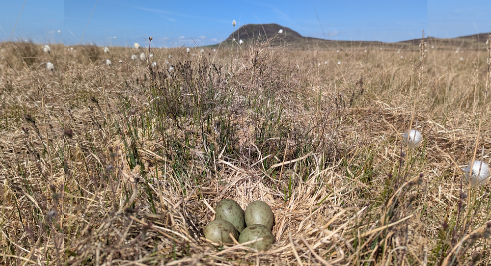 Farmers and RSPB NI join forces to boost breeding wader recovery in the ...