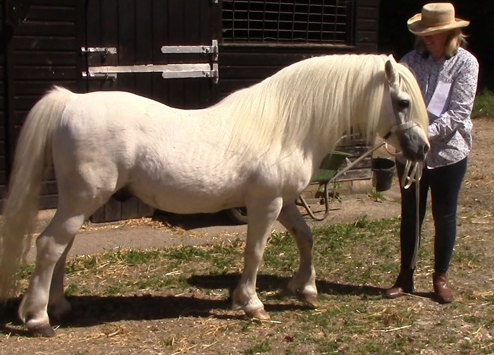 Welsh Mountain Ponies on their Farms - the first 4 of 22 farms we visited-