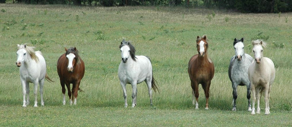 History of the Welsh Mountain Pony