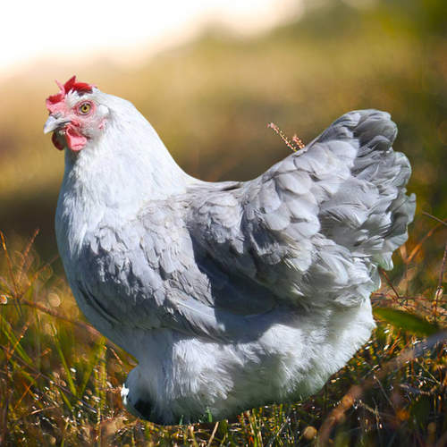 Lavender Marans | Agrarian Indy Online