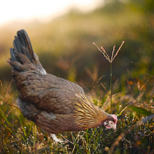 Red Dorking Bantam | Agrarian Indy Online