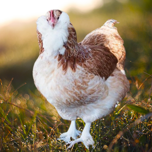 Salmon Faverolles | Agrarian Indy Online