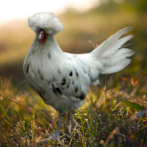 White Crested Splash Polish | Agrarian Indy Online