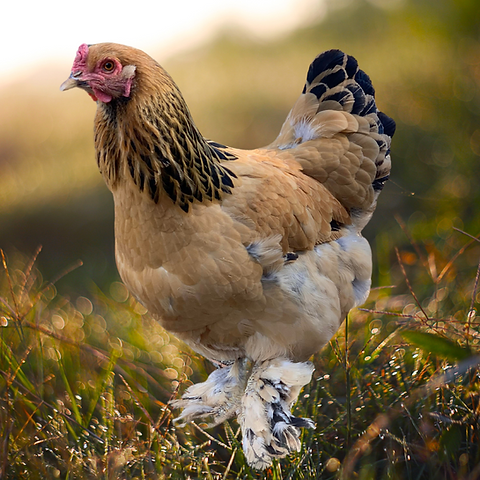 Buff Brahma Chicken