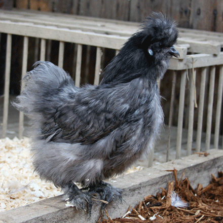 Blue Silkie Bantam Chickens