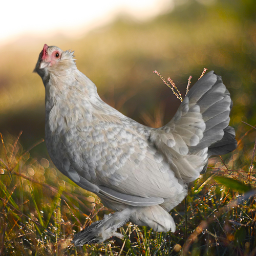 Porcelain Belgian Bearded D'Uccle Bantam | Agrarian Indy Online