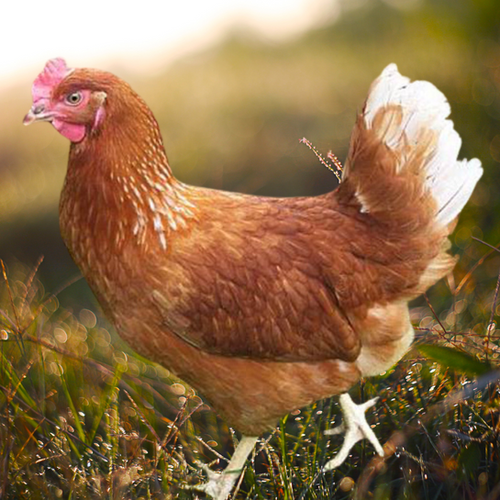 Golden Buff | Agrarian Indy Online