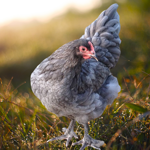 Blue Birchen Marans | Agrarian Indy Online