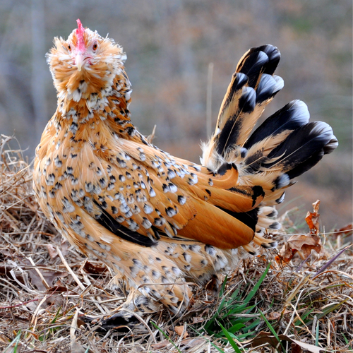 Mille Fleur D'Uccle Bantam | Agrarian Indy Online