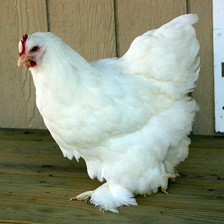 White Cochin | Agrarian Indy Online