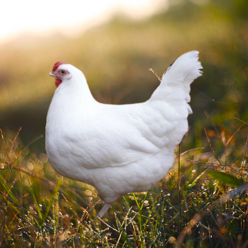 White Dorking Bantam | Agrarian Indy Online