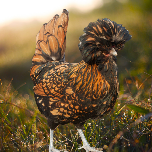 Golden Laced Polish | Agrarian Indy Online