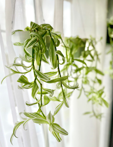 Tradescantia 'Pistachio White' Inch Plant | Cinder and Wick