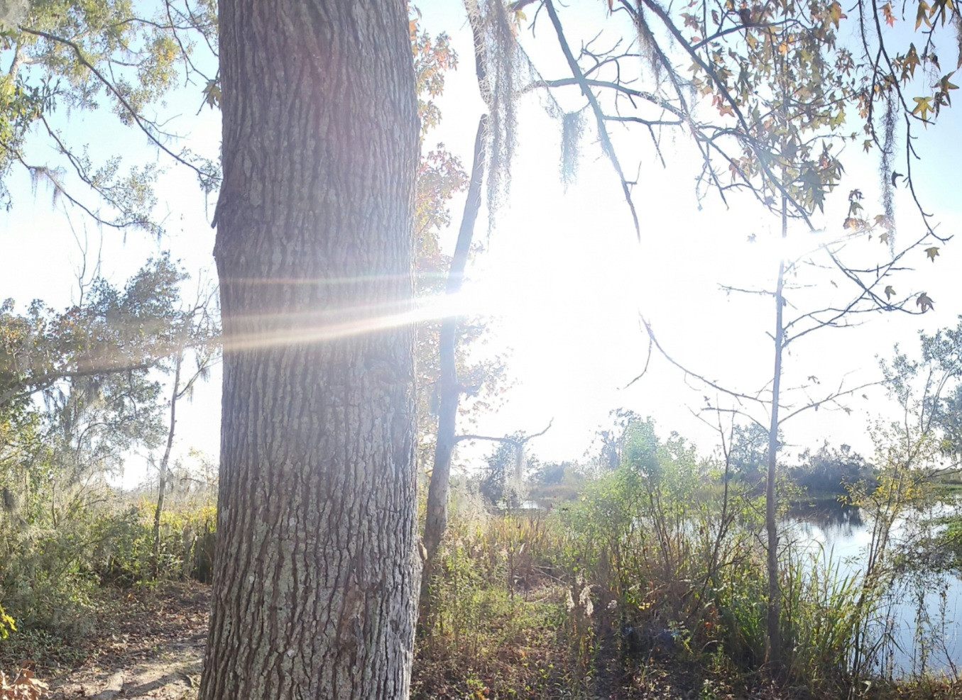 Foundations 20: The Light