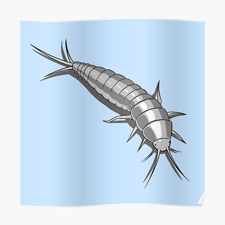 A guide to Silver-fish