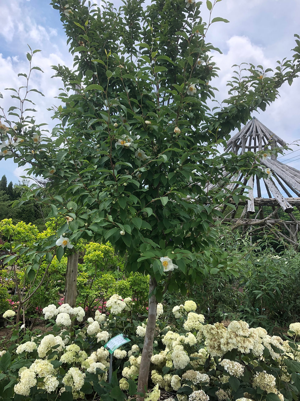 Stewartia pseudocamellia (Japanese Stewartia) | Verderber