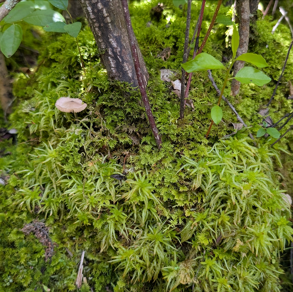 Honoring Stacy Iwanicki | Native Plants of Volo Bog