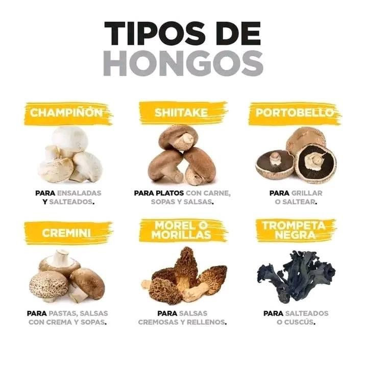 Tipos de hongos