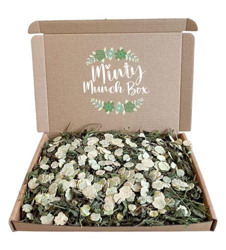 Minty Munch Box | The Paisley Patch