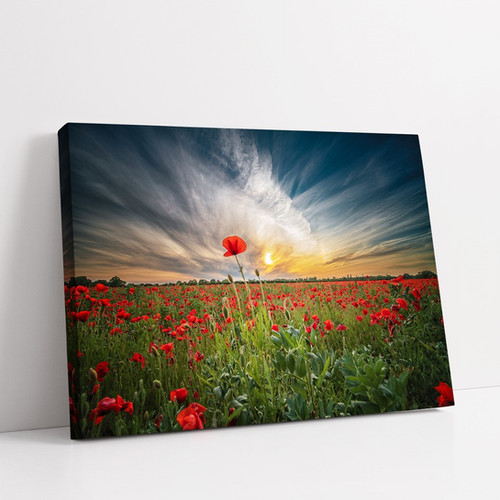 Norfolk Poppies at Sunset | website