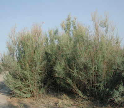 Tamarisk | invasive-species