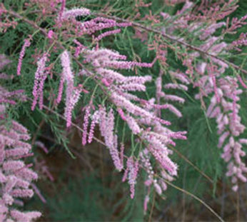 Tamarisk | invasive-species