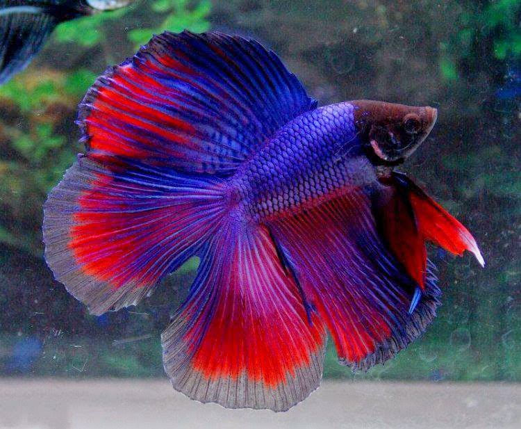 Introducción a los bettas