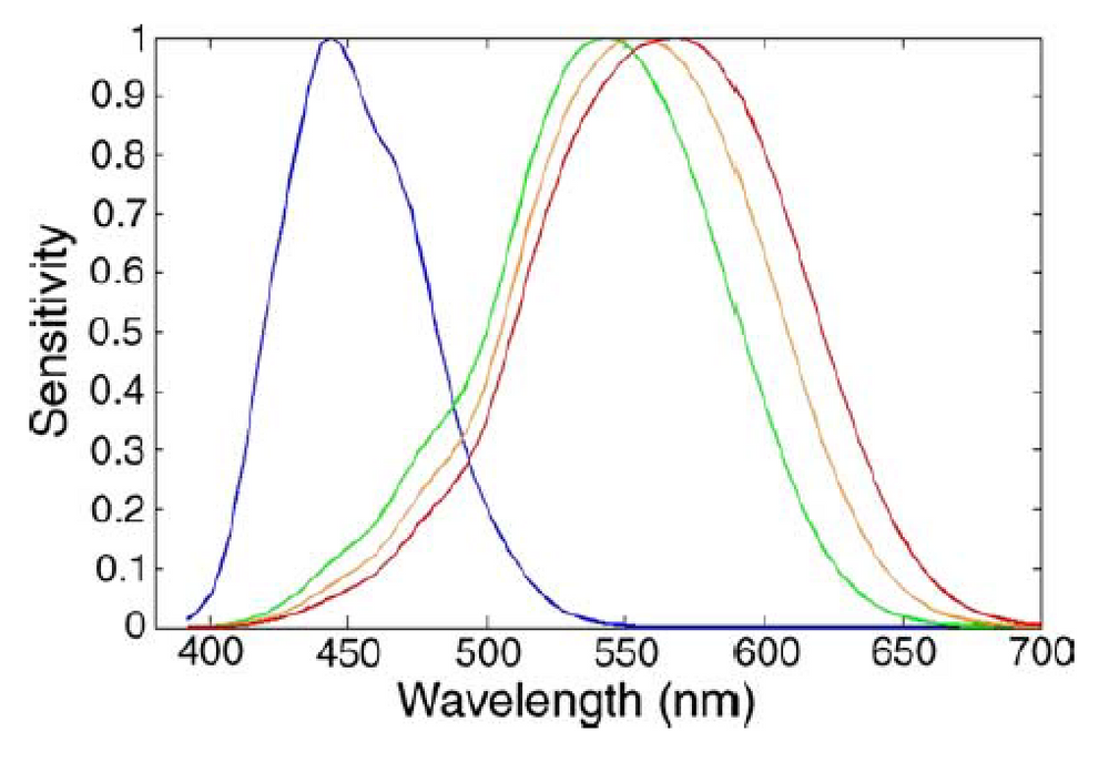 All The Colors We Cannot See: Tetrachromacy in Humans