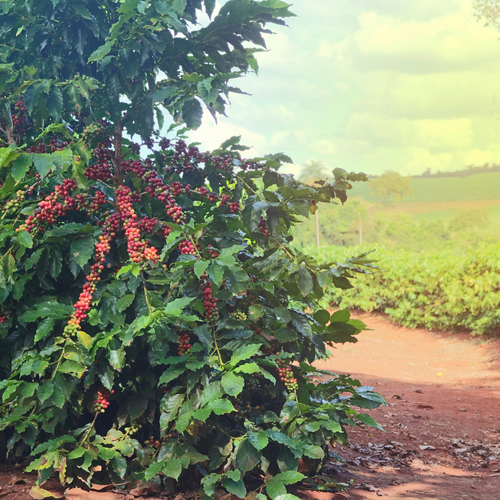 Dominican Republic Juncalito | Origin Essence