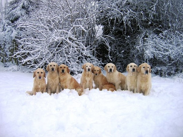 Our Dogs | Thornywait Goldens