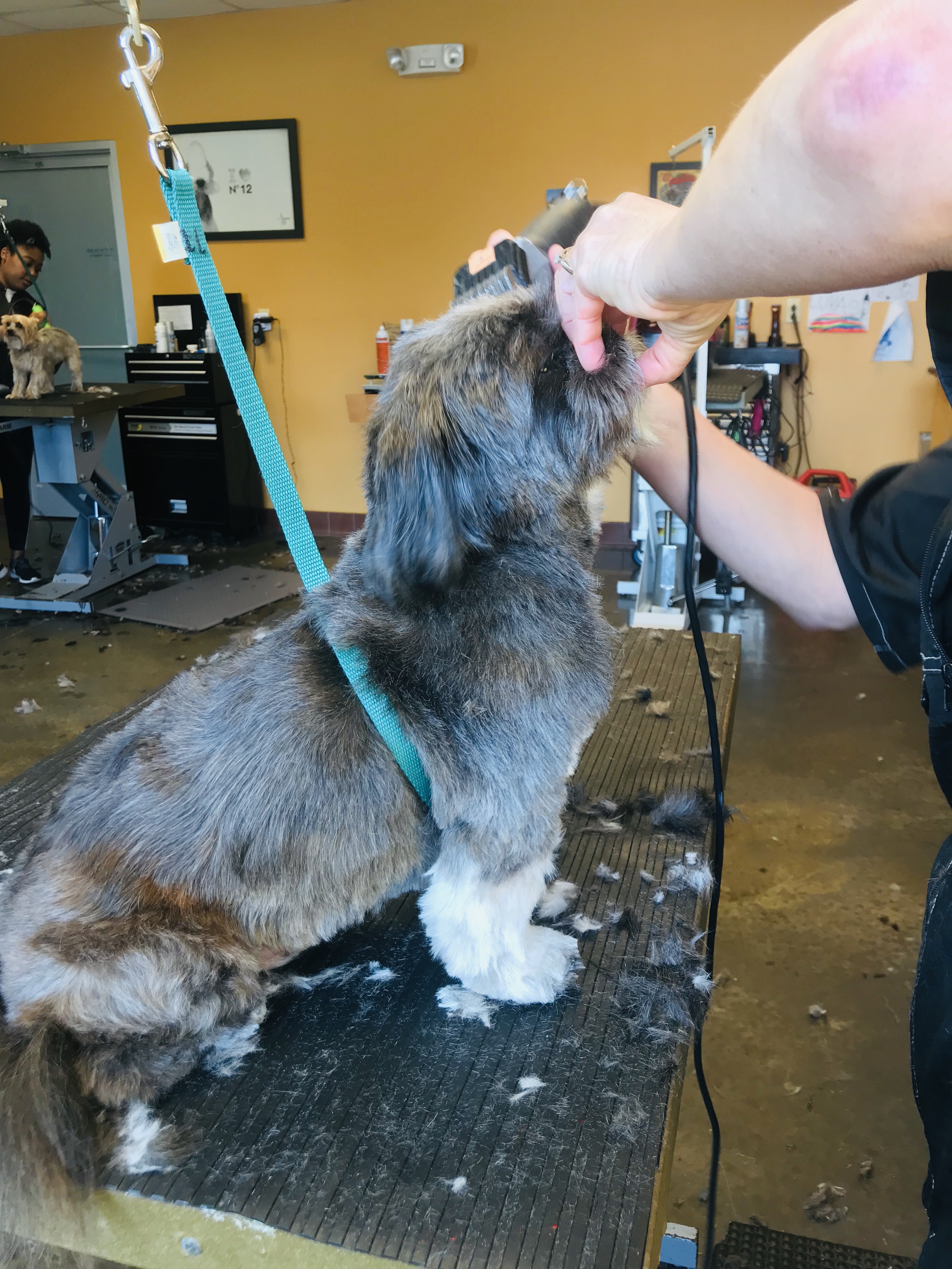 Salon & Spa | Paw Tales Lodge & Spa