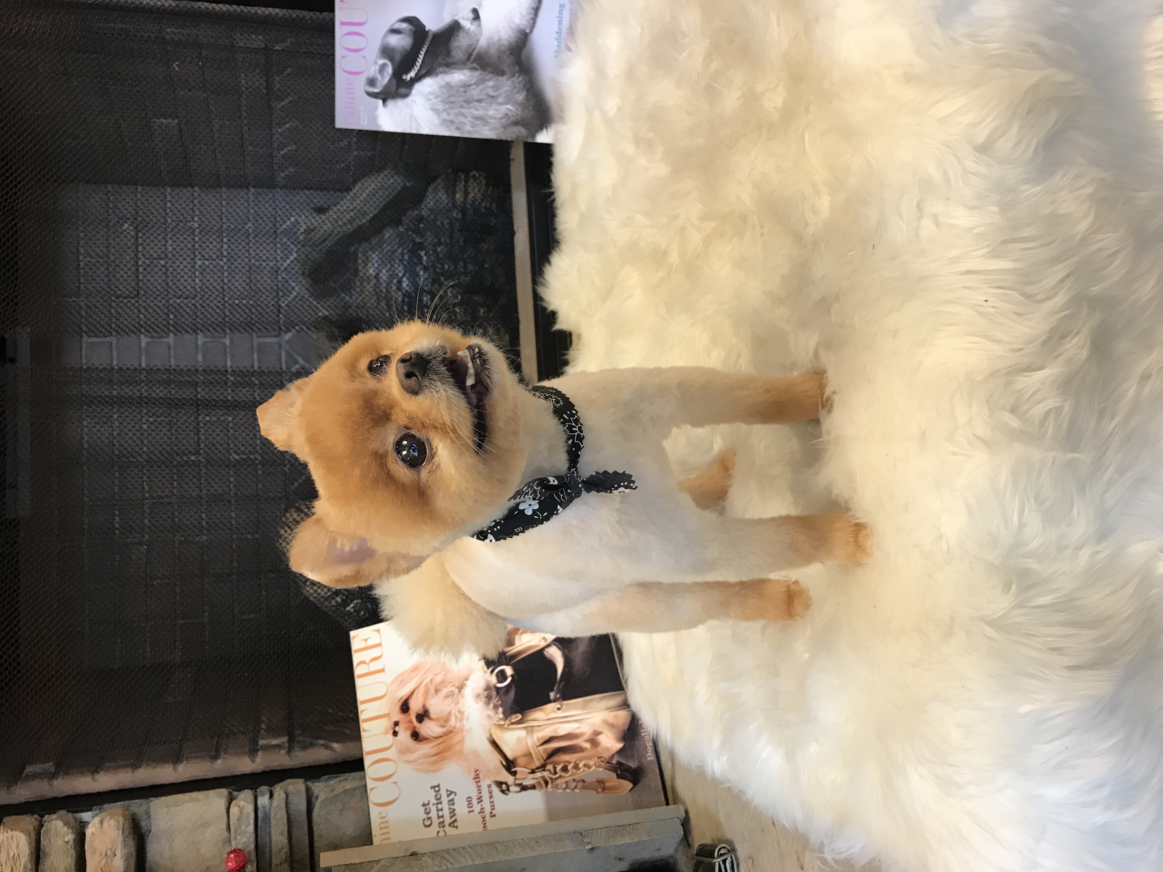 Salon & Spa | Paw Tales Lodge & Spa