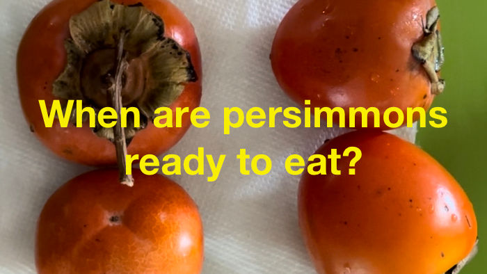 How to know when are persimmons ready to eat