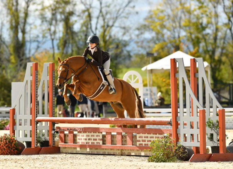 From Injured to Inspired: Vinny's Journey to Recovery at Beverly Equestrian