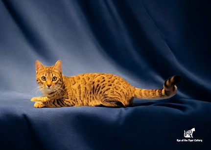 Queens | EyeoftheTigerCattery