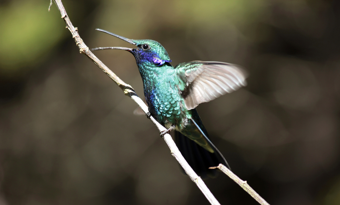OBSERVATORIO DE COLIBRÍES Hummingbirds - Colombia