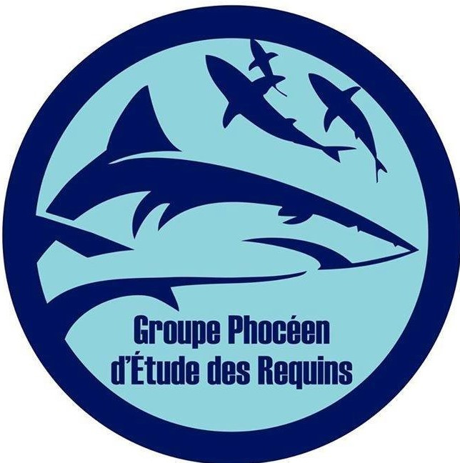Groupe Phocéen d'Etude des Requins | Accueil | Requins | Marseille