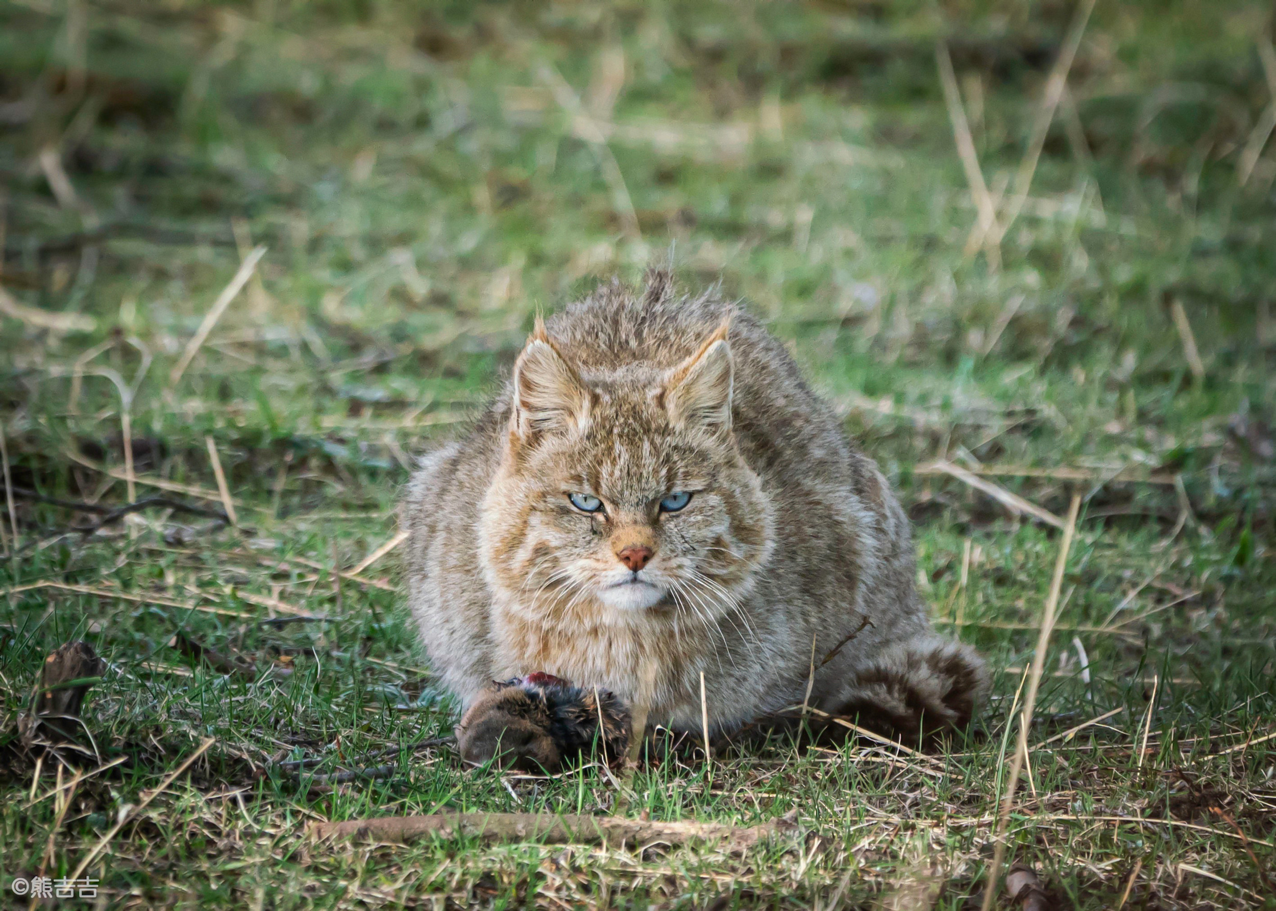 Living Species - Chinese Mountain Cat | IUCN CatSG