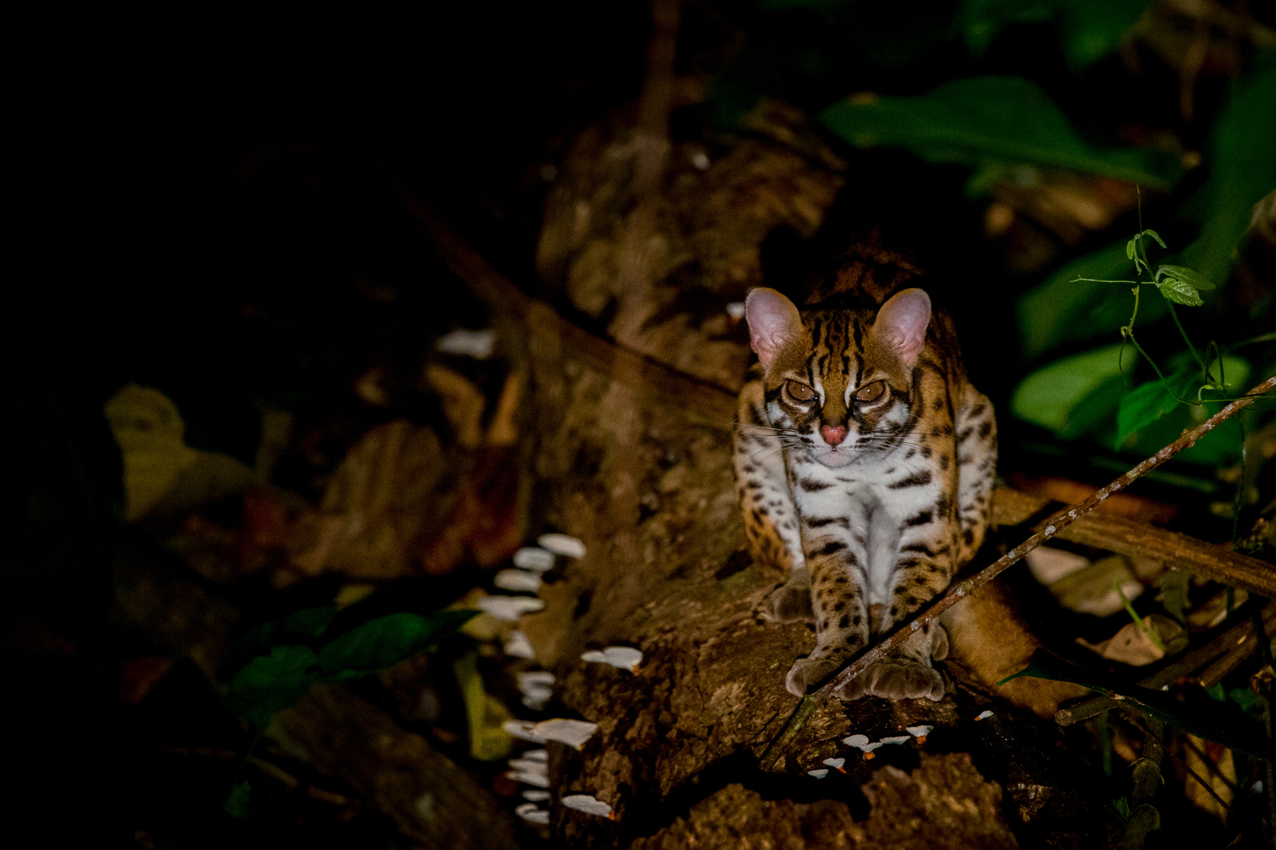 Living Species - Sunda Leopard Cat | IUCN CatSG
