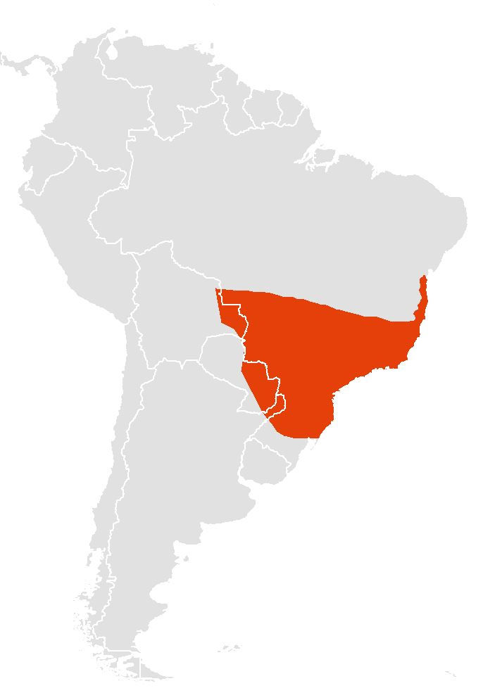 Living Species - Southern Tiger Cat | IUCN CatSG