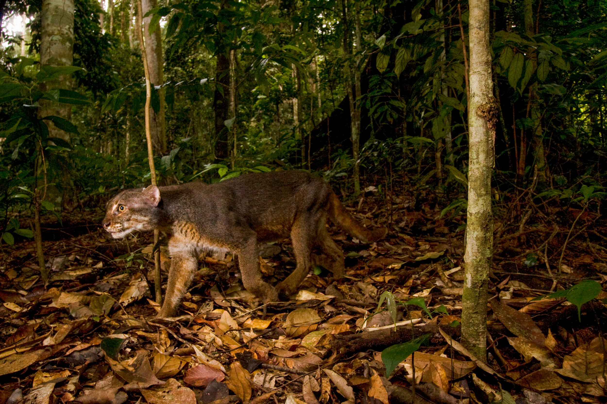Living Species - Bornean Bay Cat | IUCN CatSG