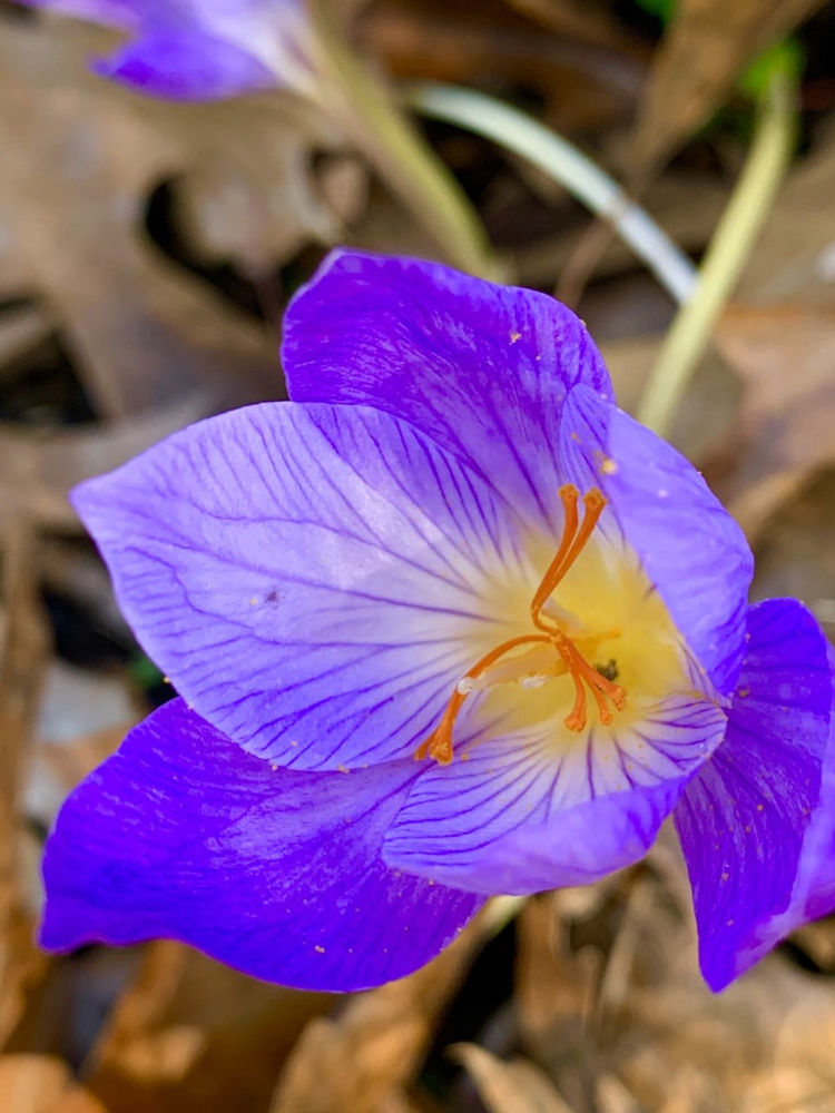 #BotanistLens: Hocus Pocus, it's Crocus vernus!