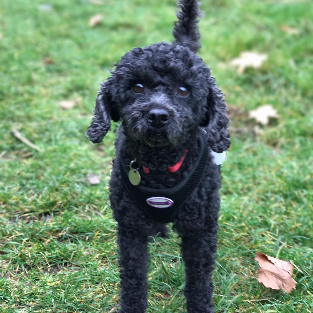 Harlow | Happy Paws Essex | Harlow