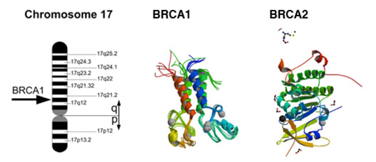 BRCA1 o BRCA2: Pruebas de cáncer hereditario para cáncer de mama y ovario