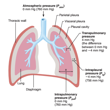 Chest Wall Compliance