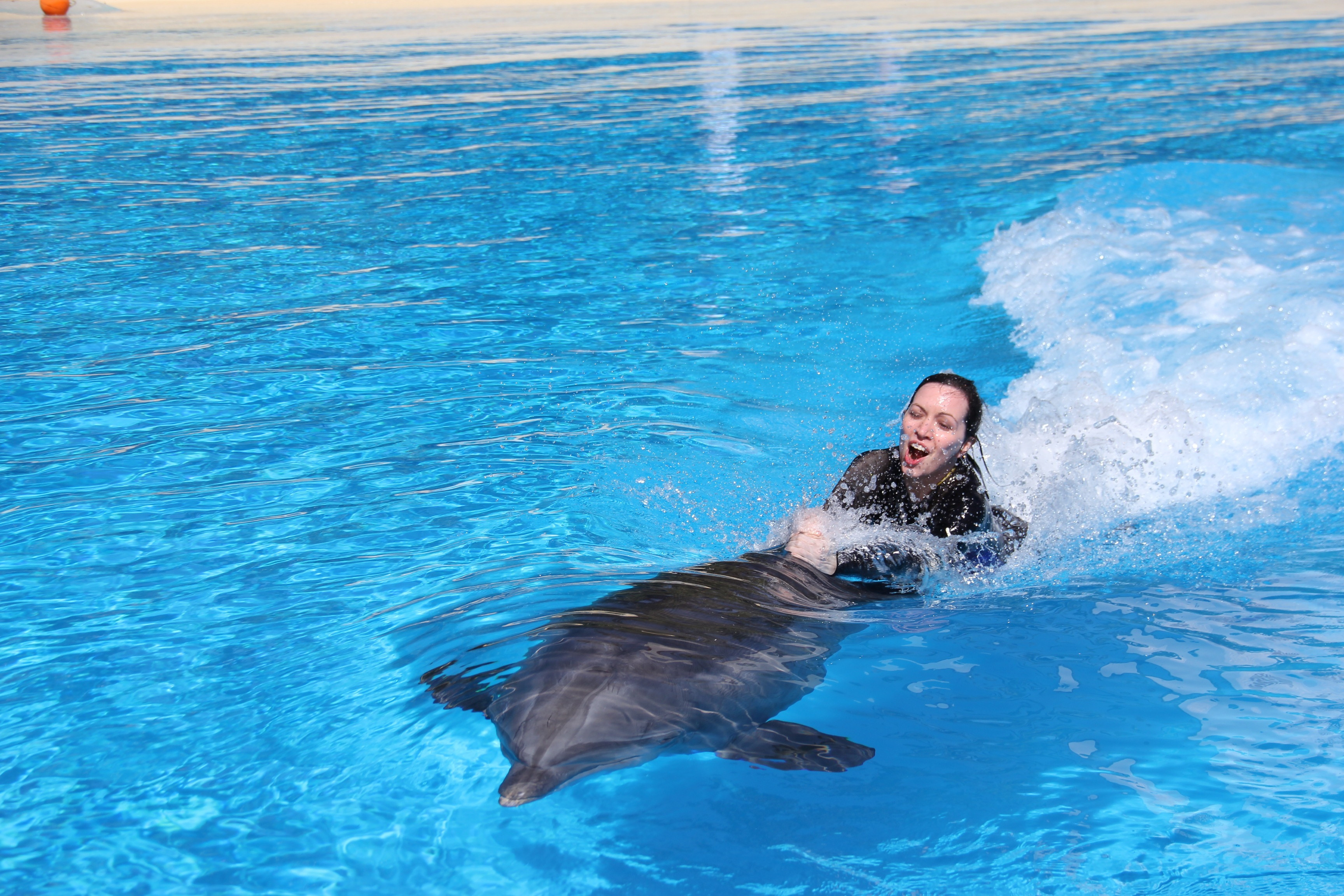 dolphins ride | localtours