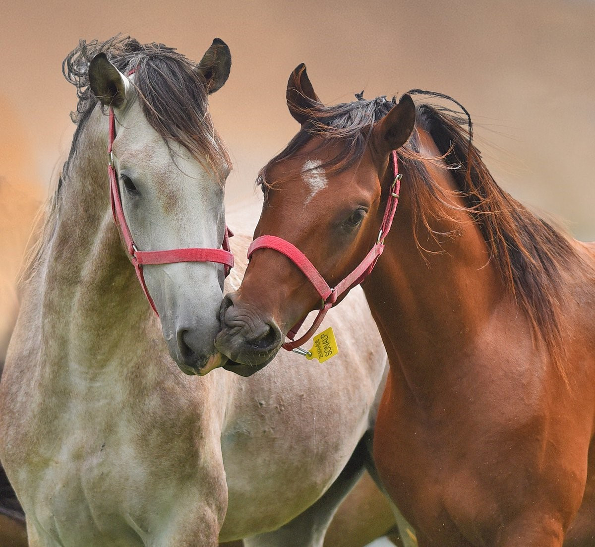 What are the basics of horse nutrition? | aggequinenutrition