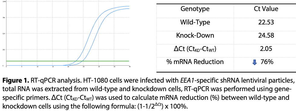 WB-Validated EEA1 Lentiviral shRNA Knockdown Kit #V61949 | GenuIN Biotech