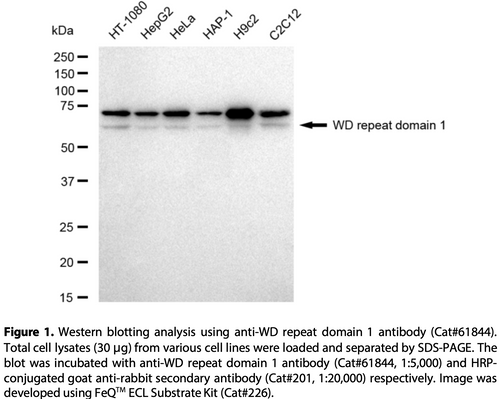 KD-Validated Anti-WD repeat domain 1 Rabbit mAb#61844 | GenuIN Biotech